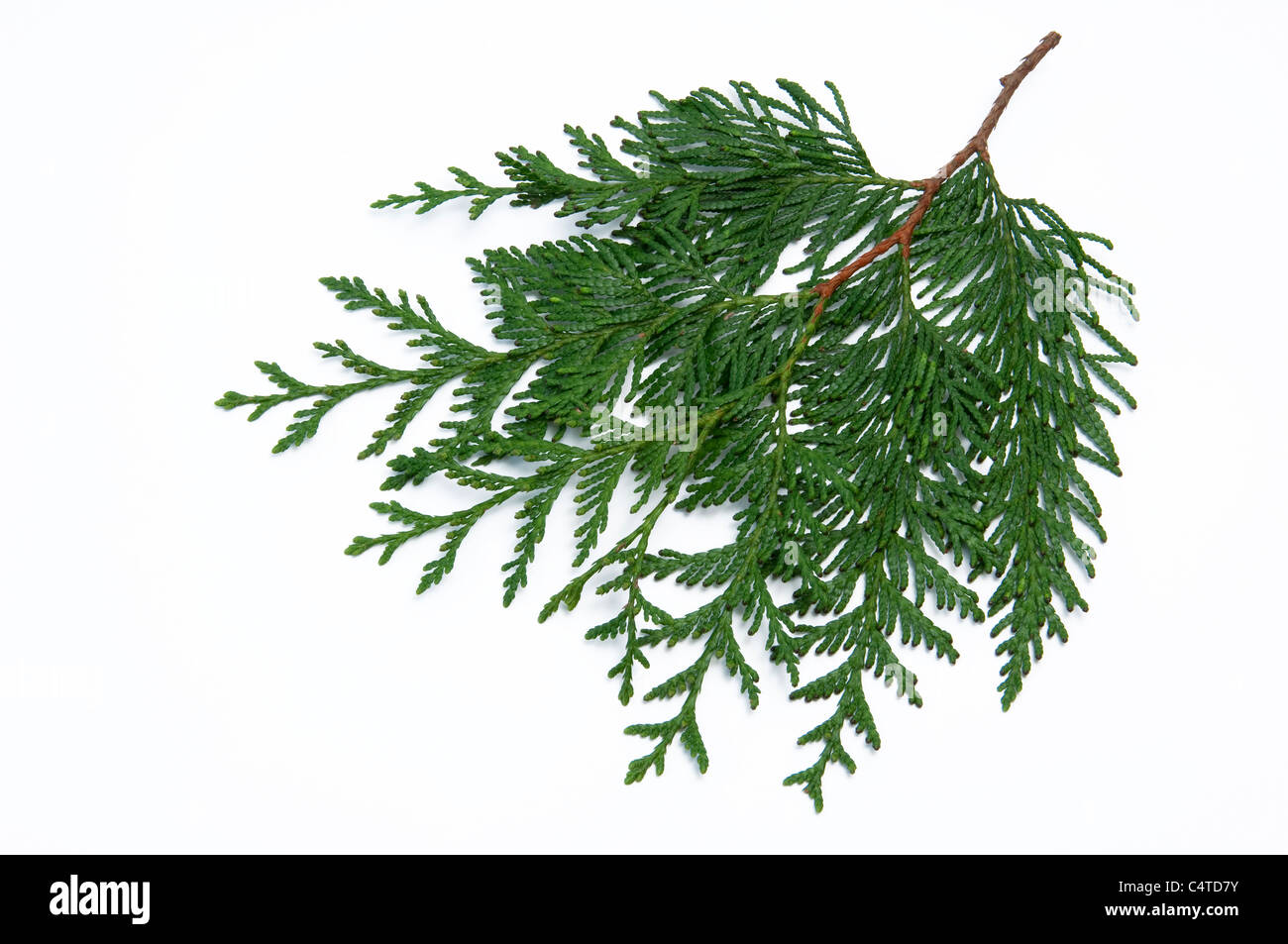 Western Red Cedar (Thuja plicata Excelsa), twig. Studio picture against ...