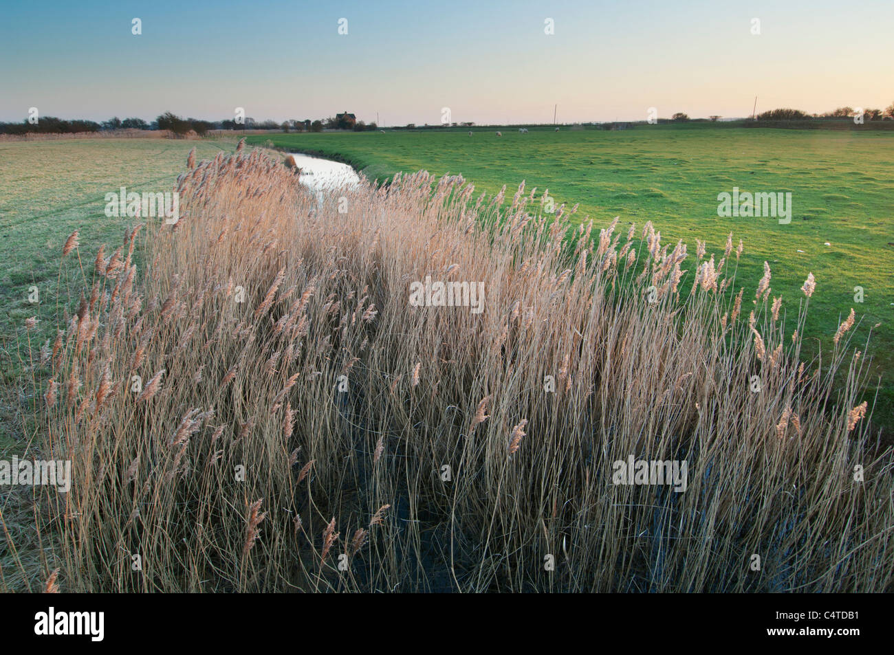 Grazing marsh and reedbed hi-res stock photography and images - Alamy