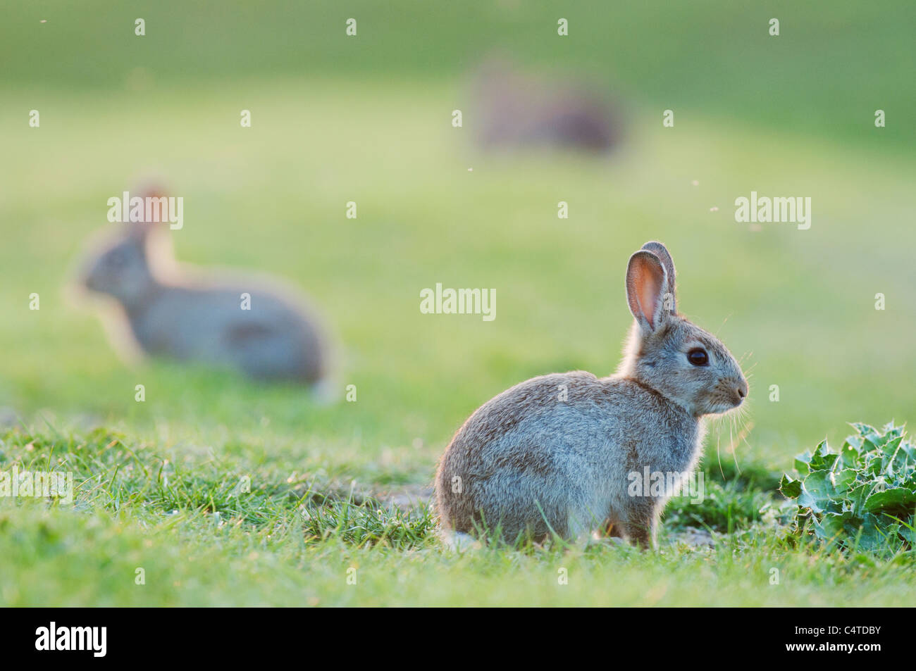 European rabbit, Oryctolagus cuniculus, late afternoon, Kent, England ...