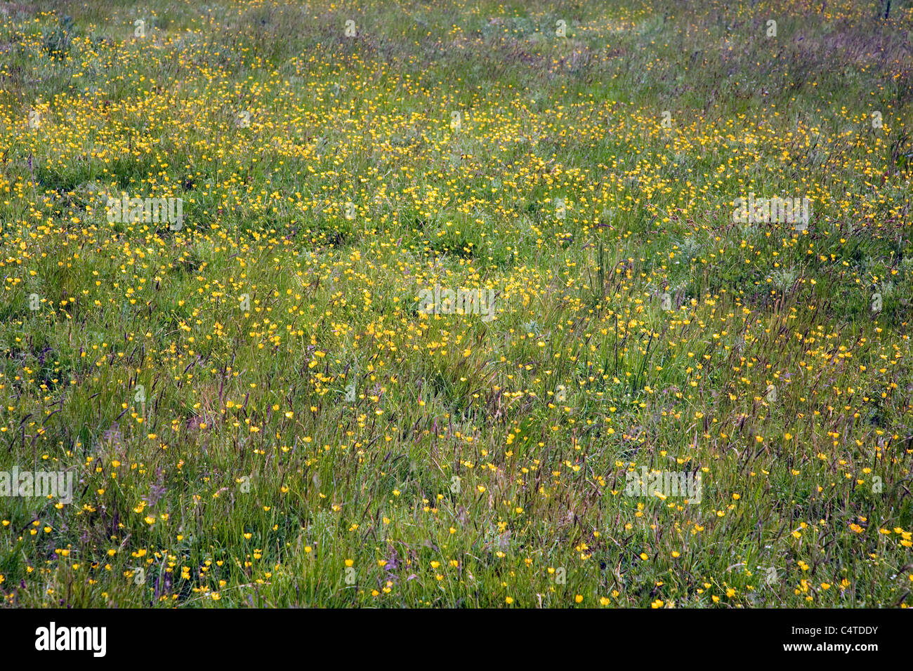 Wildflowers growing in wetland pasture hi-res stock photography and ...