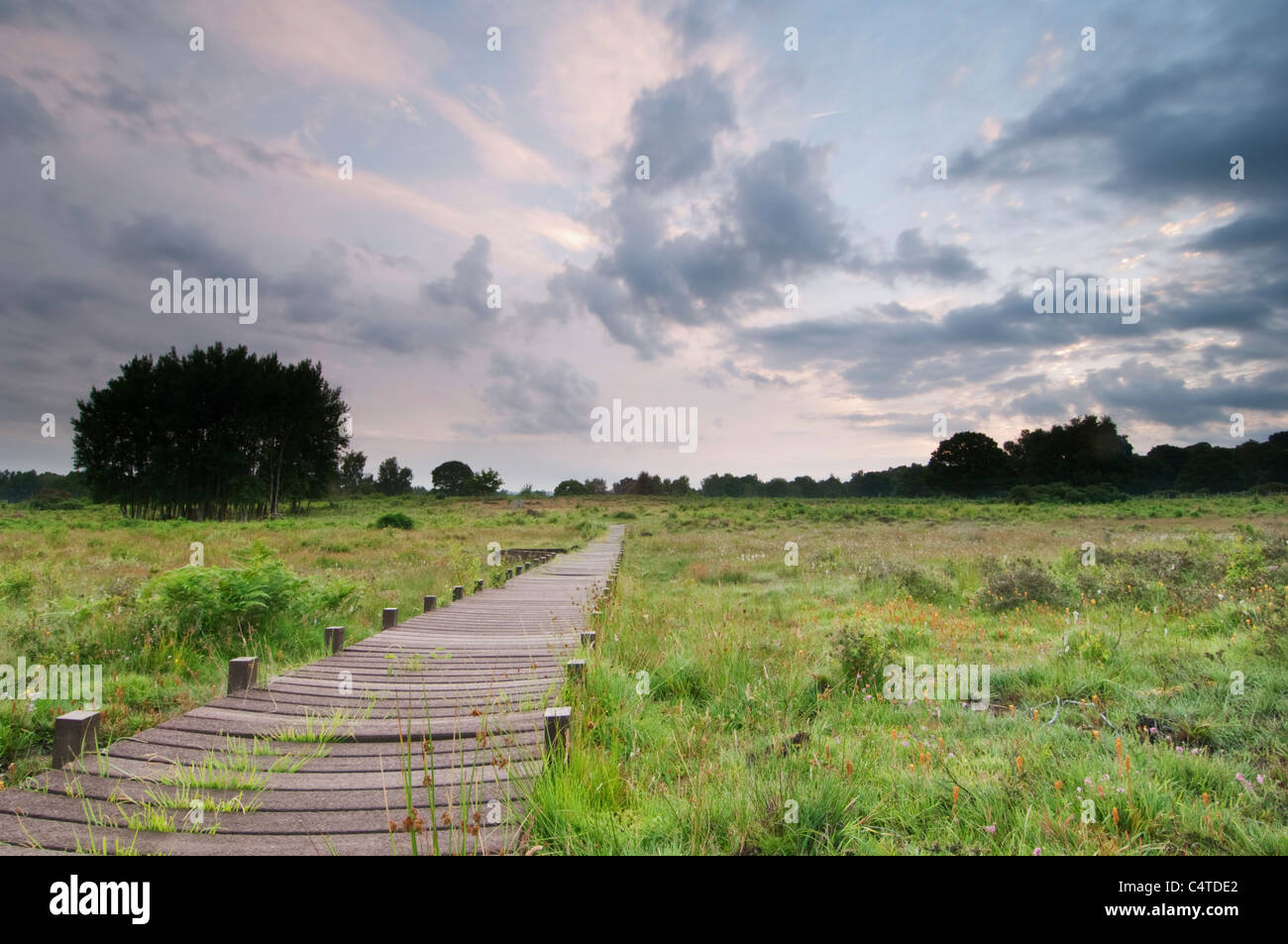 Boardwalk across bog, Hothfield Heathlands, Kent, England, July Stock ...