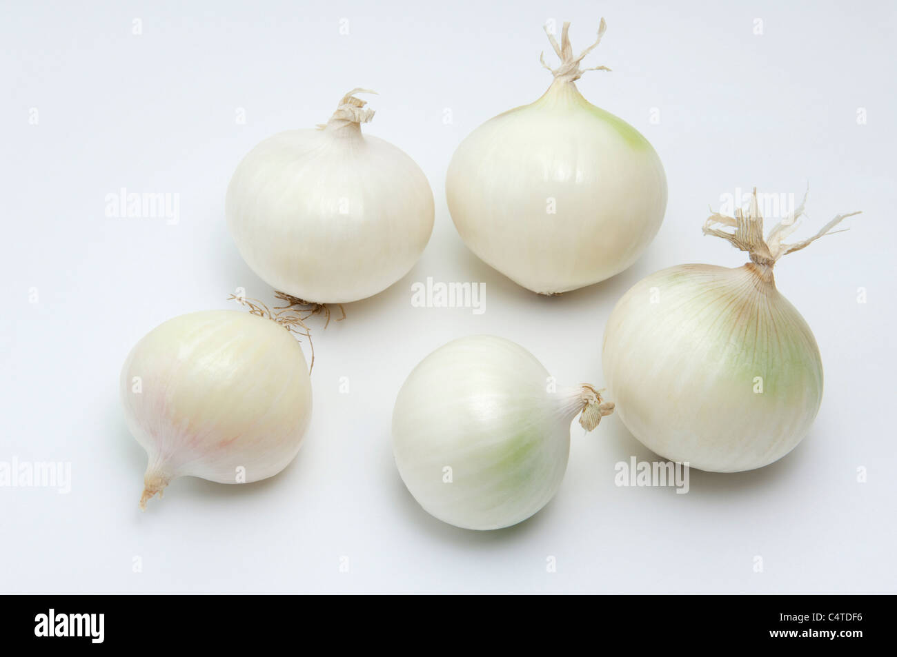Garden Onion (Allium cepa). Five white onions. Studio picture against a ...