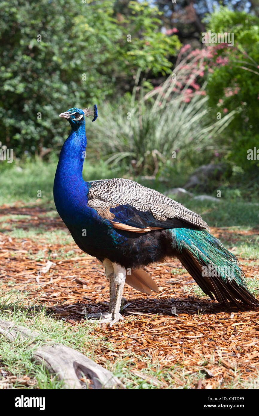 A colorful male peacock / peafowl at Mayfield Park in Austin, Texas ...