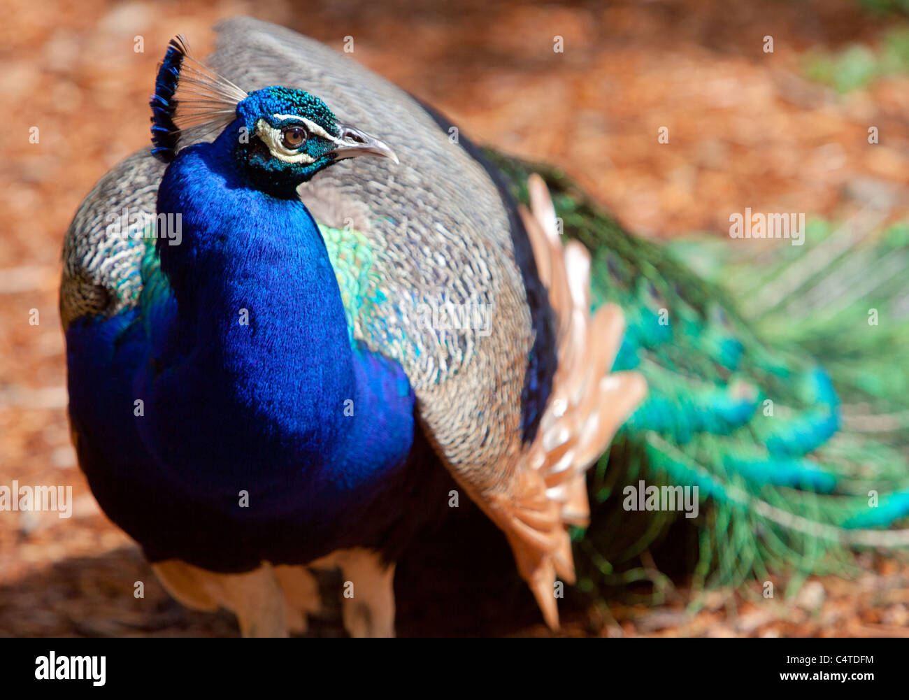 A colorful male peacock / peafowl at Mayfield Park in Austin, Texas ...