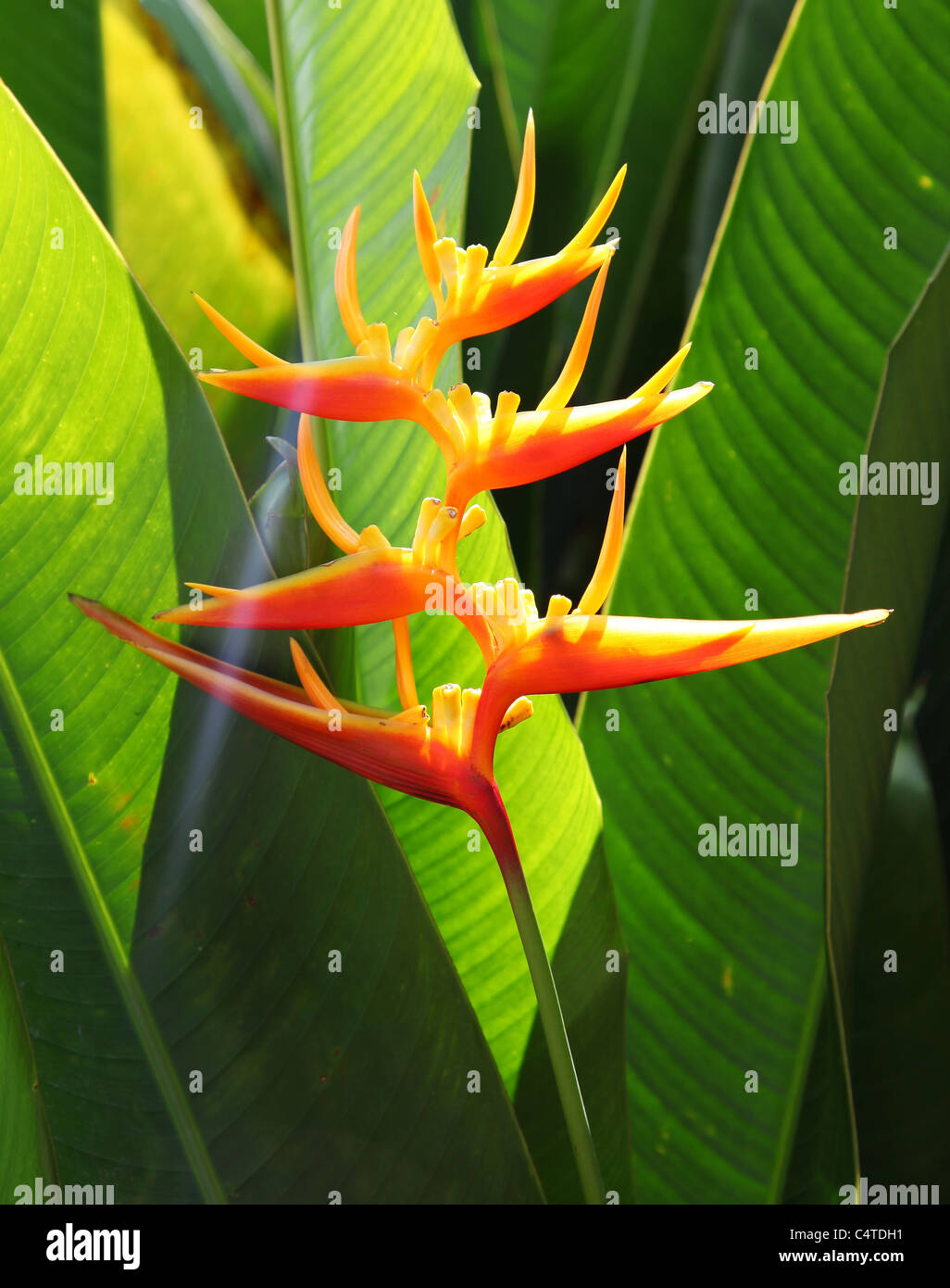 Orange heliconia plant hi-res stock photography and images - Alamy