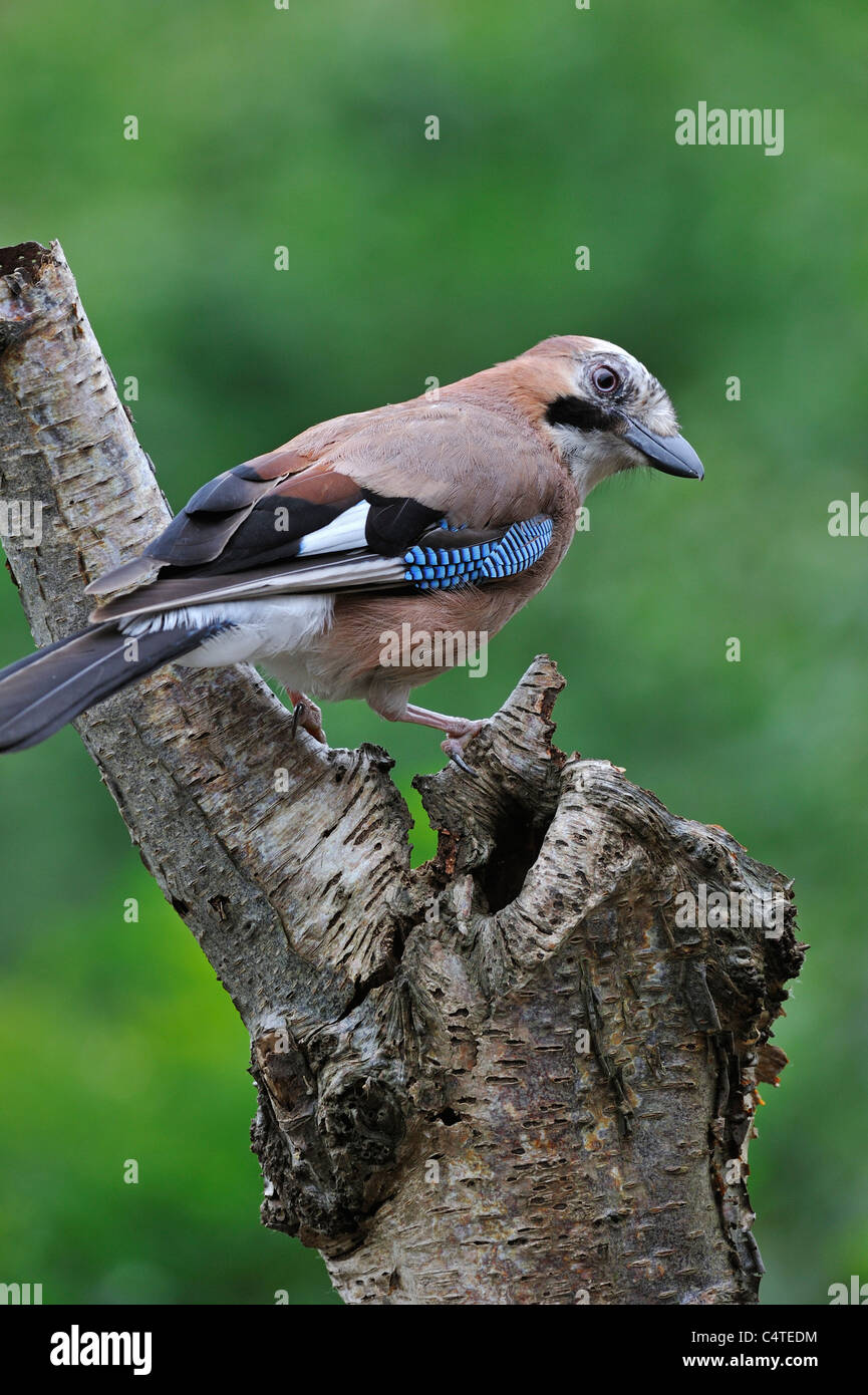 Jay bird tree hi-res stock photography and images - Alamy
