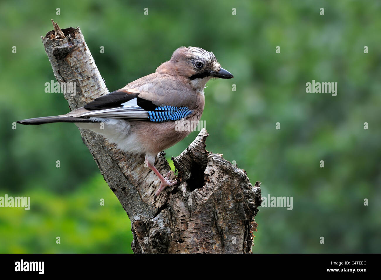 Jay bird tree hi-res stock photography and images - Alamy