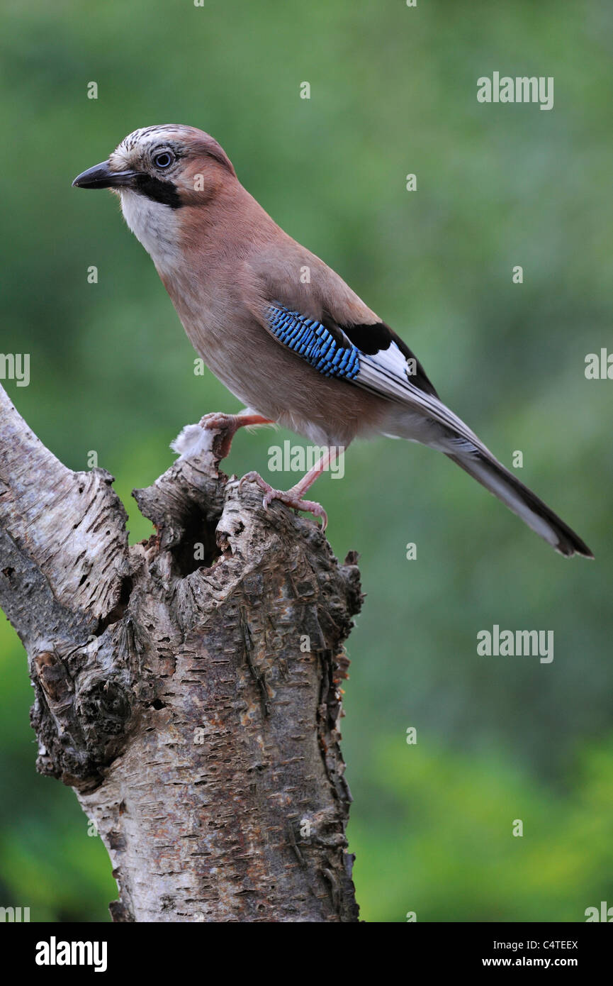 Jay bird tree hi-res stock photography and images - Alamy