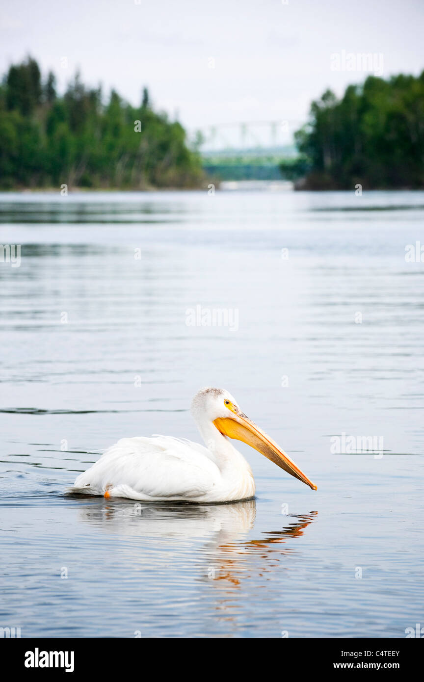 White Pelican, Otter Lake, Missinipe, Saskatchewan, Canada Stock Photo ...