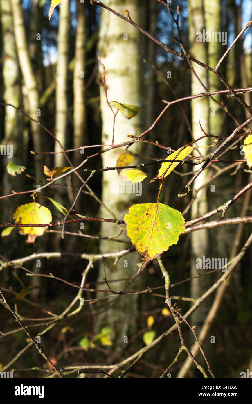 the last of the silver birch tree leaves Stock Photo - Alamy
