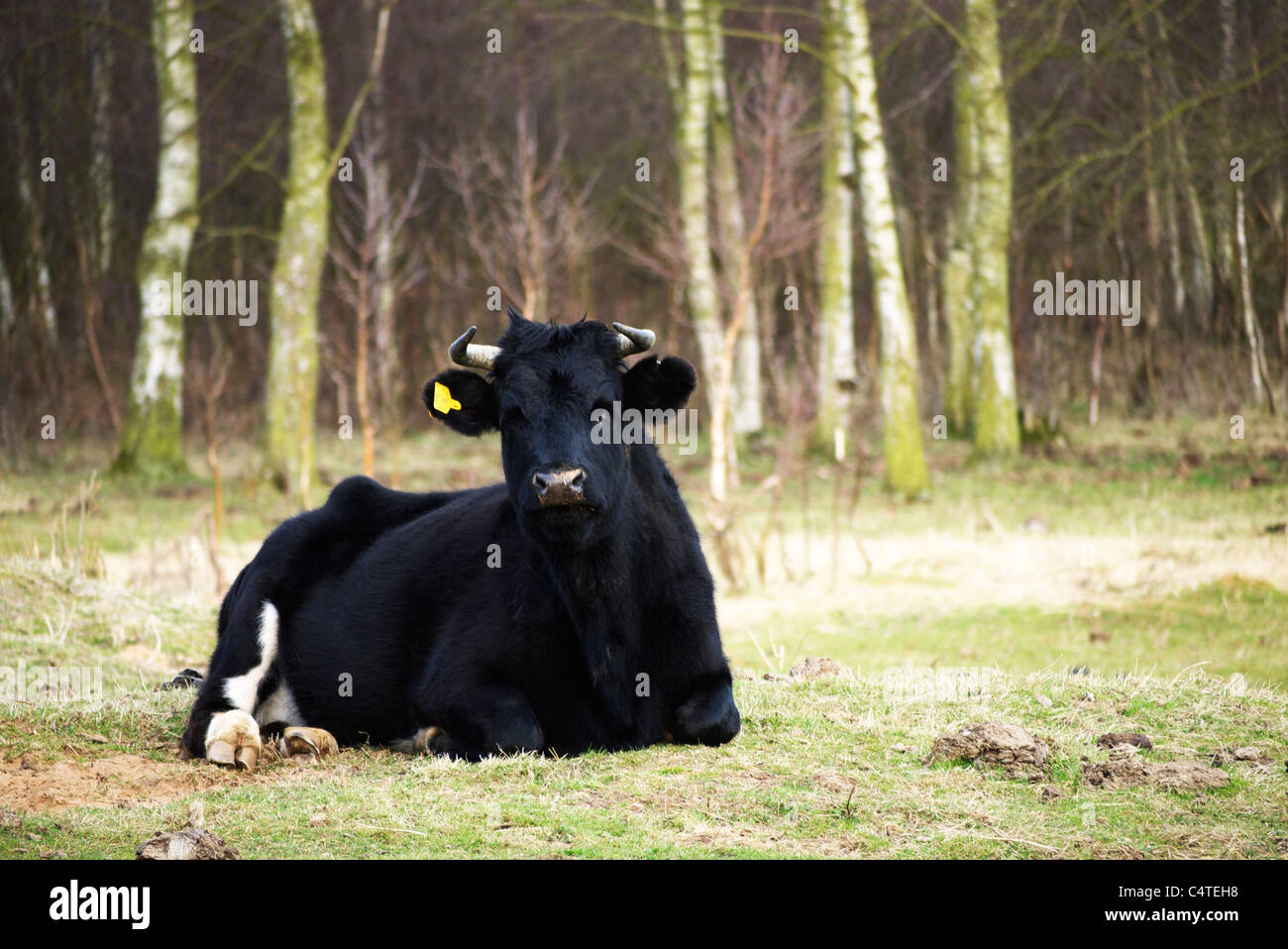 Taking the bull by the horns hi-res stock photography and images - Alamy