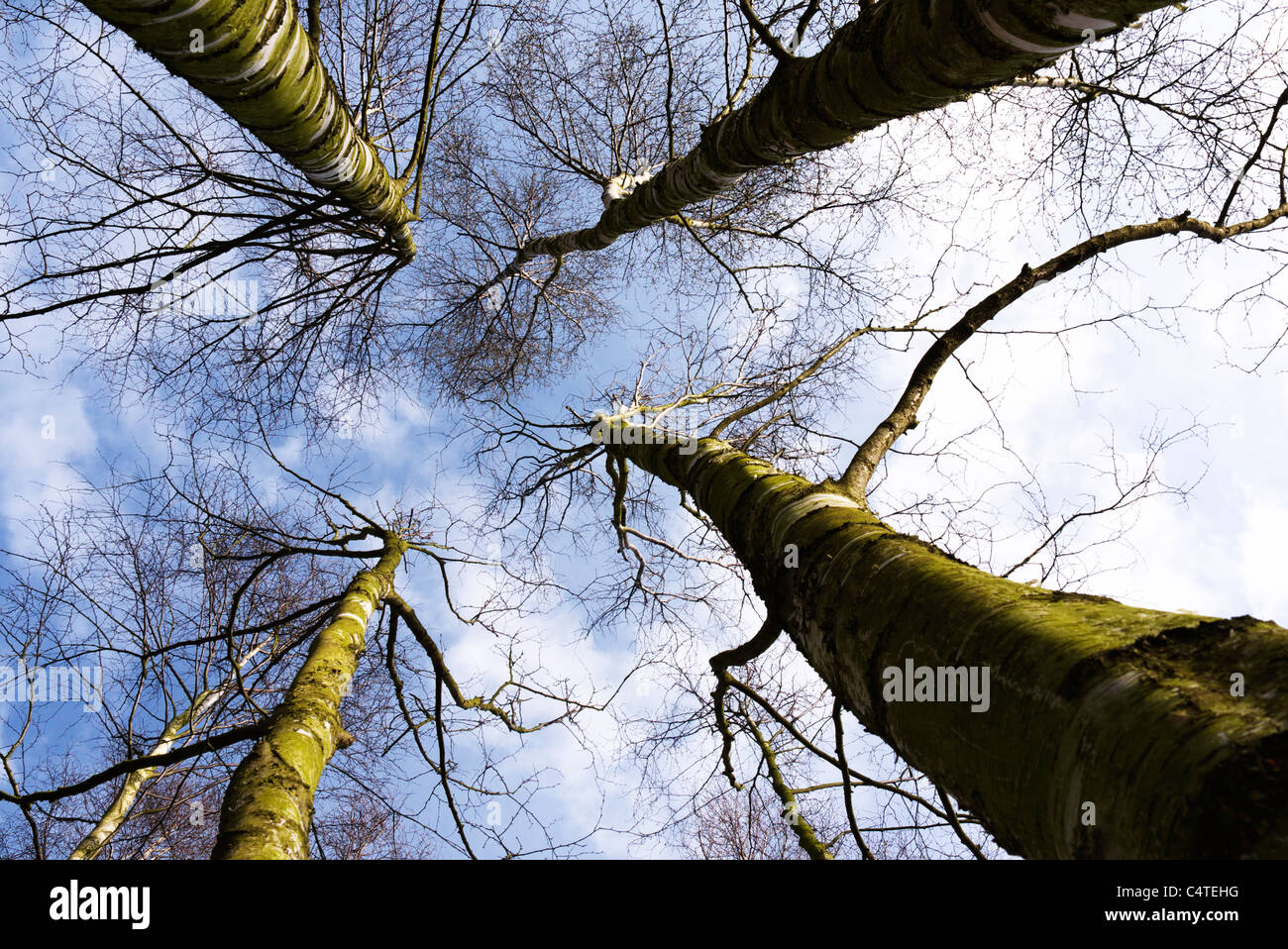 Tall birch trees bright hi-res stock photography and images - Alamy
