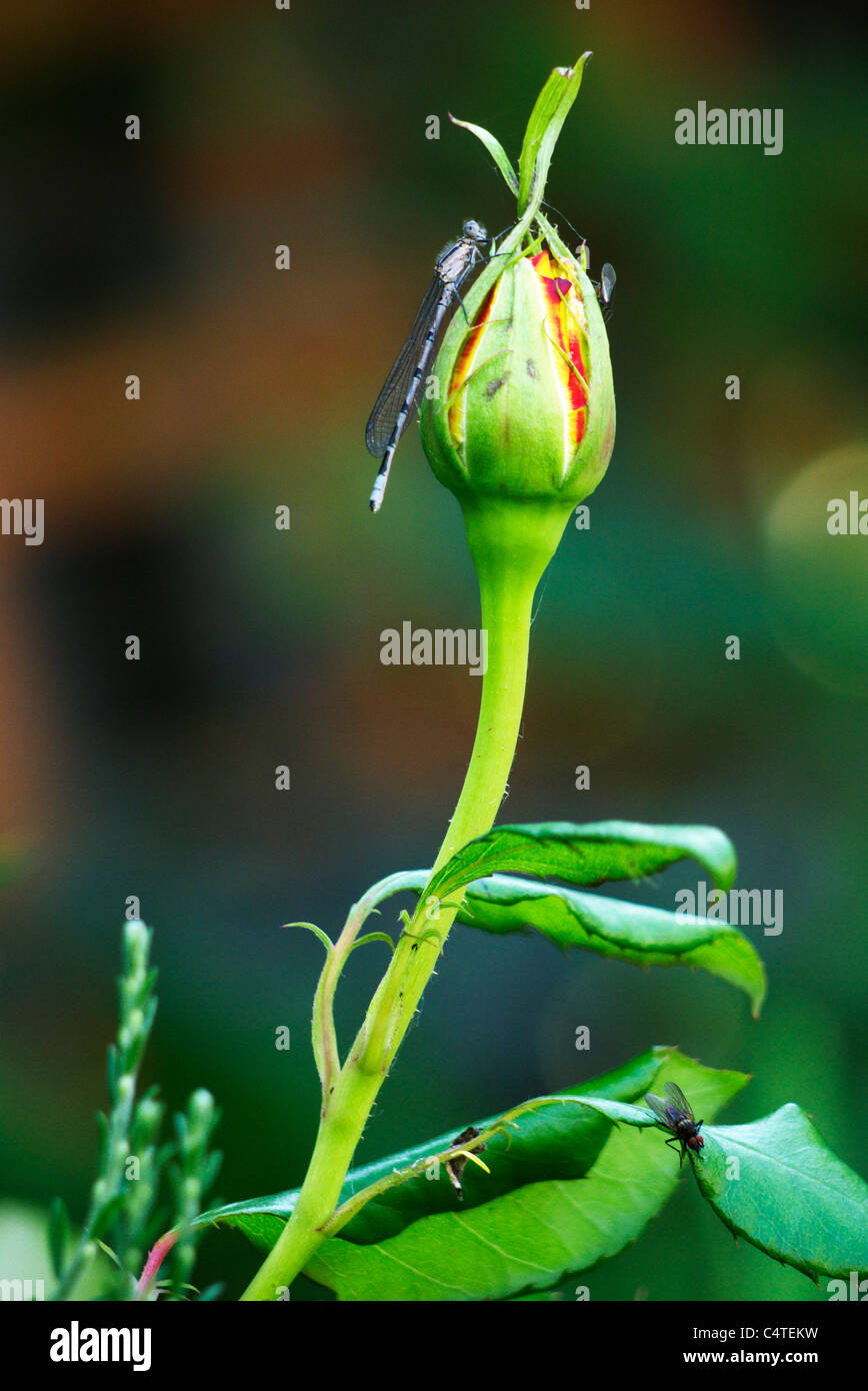 Dragonfly rests on a rose that looks like a green man walking in the ...