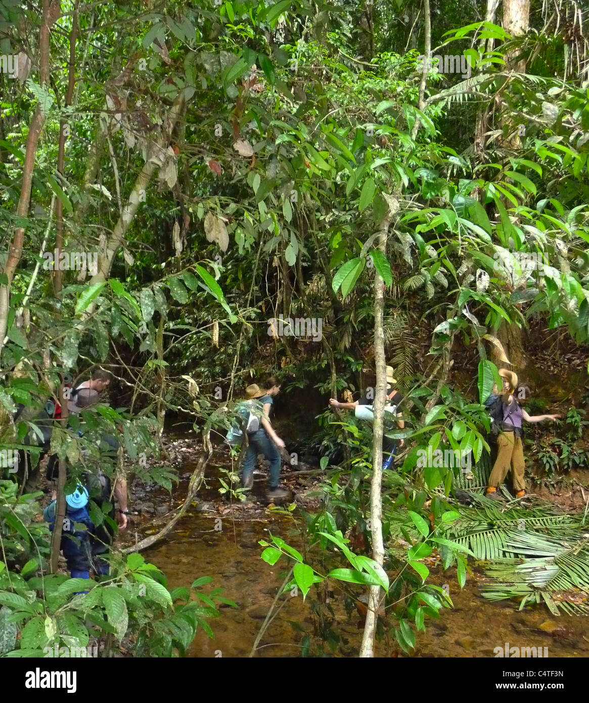 Trekking in rain forest rainforest in Malaysia Stock Photo - Alamy
