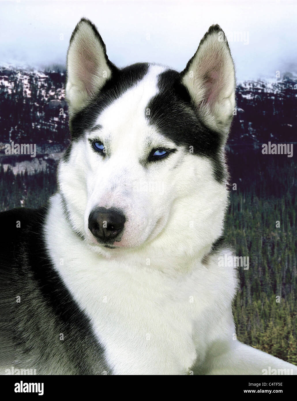 Husky dog with furn trees at Alaska, North America Stock Photo - Alamy