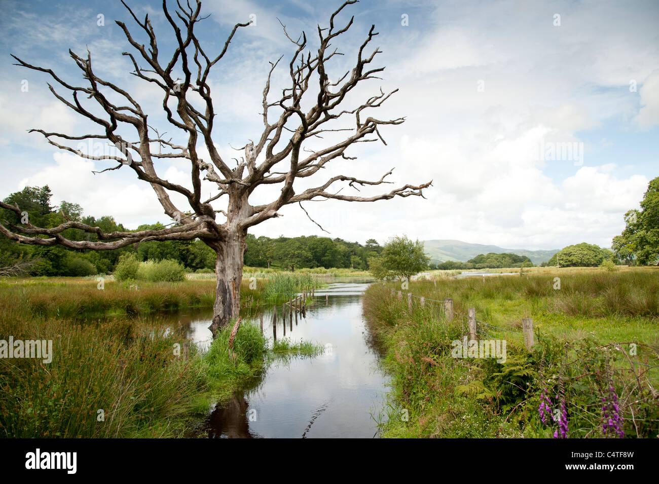 Wetlands at the RSPB nature reserve at Ynys Hir, Dyfi valley, west ...