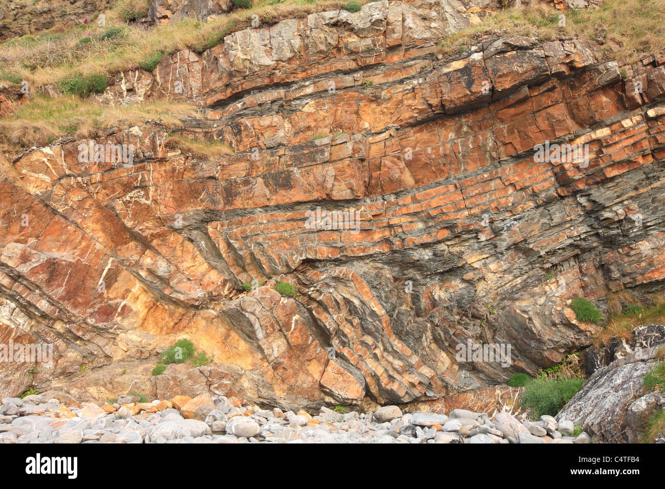 Zig Zag sandstone rock strata in cliff at Millook Haven, North Cornwall ...