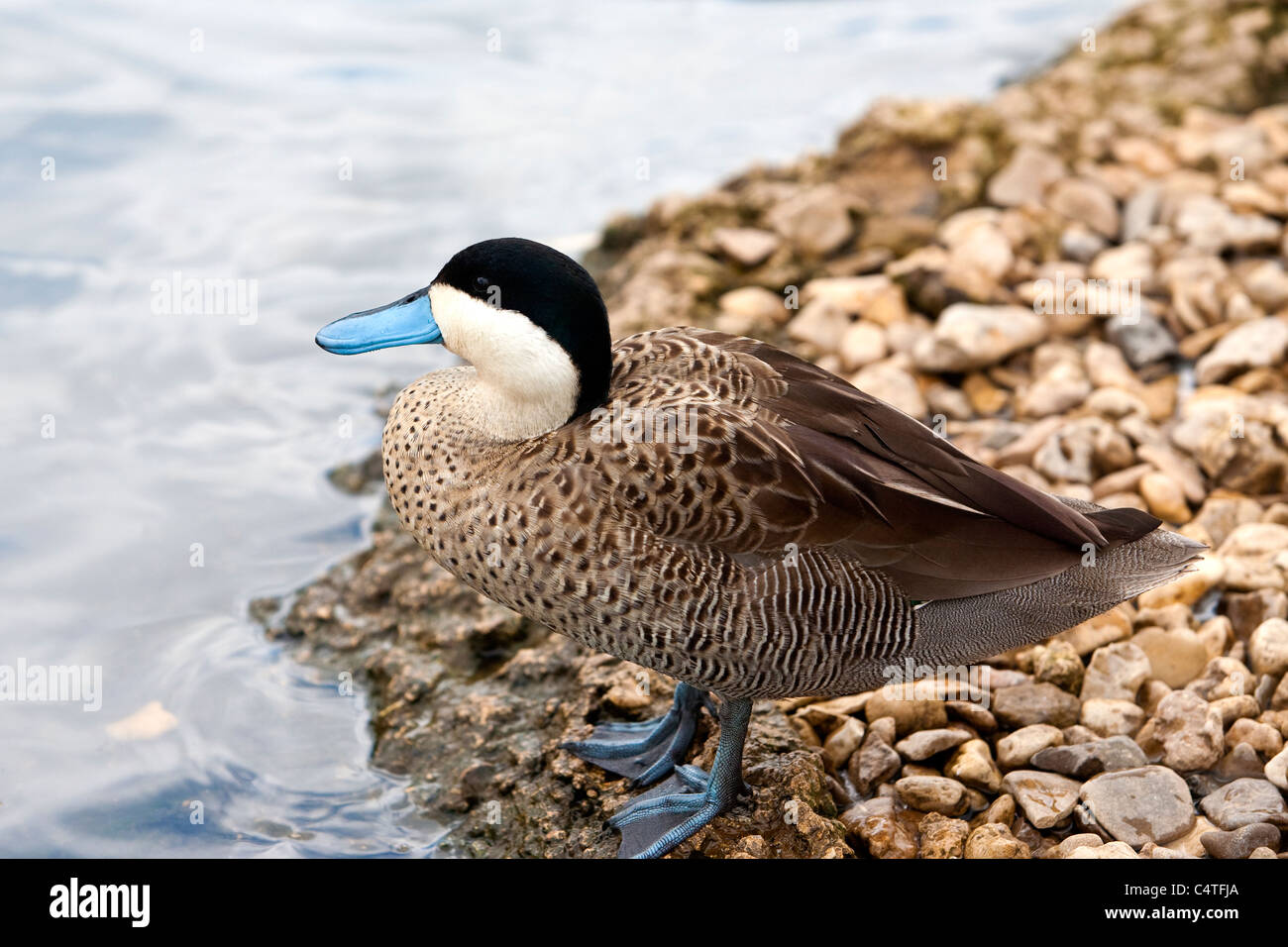 ruddy duck oxyura jamaicensis on lakeside Stock Photo - Alamy