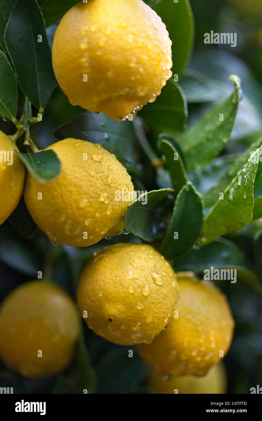 Lemons, Portola, San Francisco, California, USA Stock Photo - Alamy
