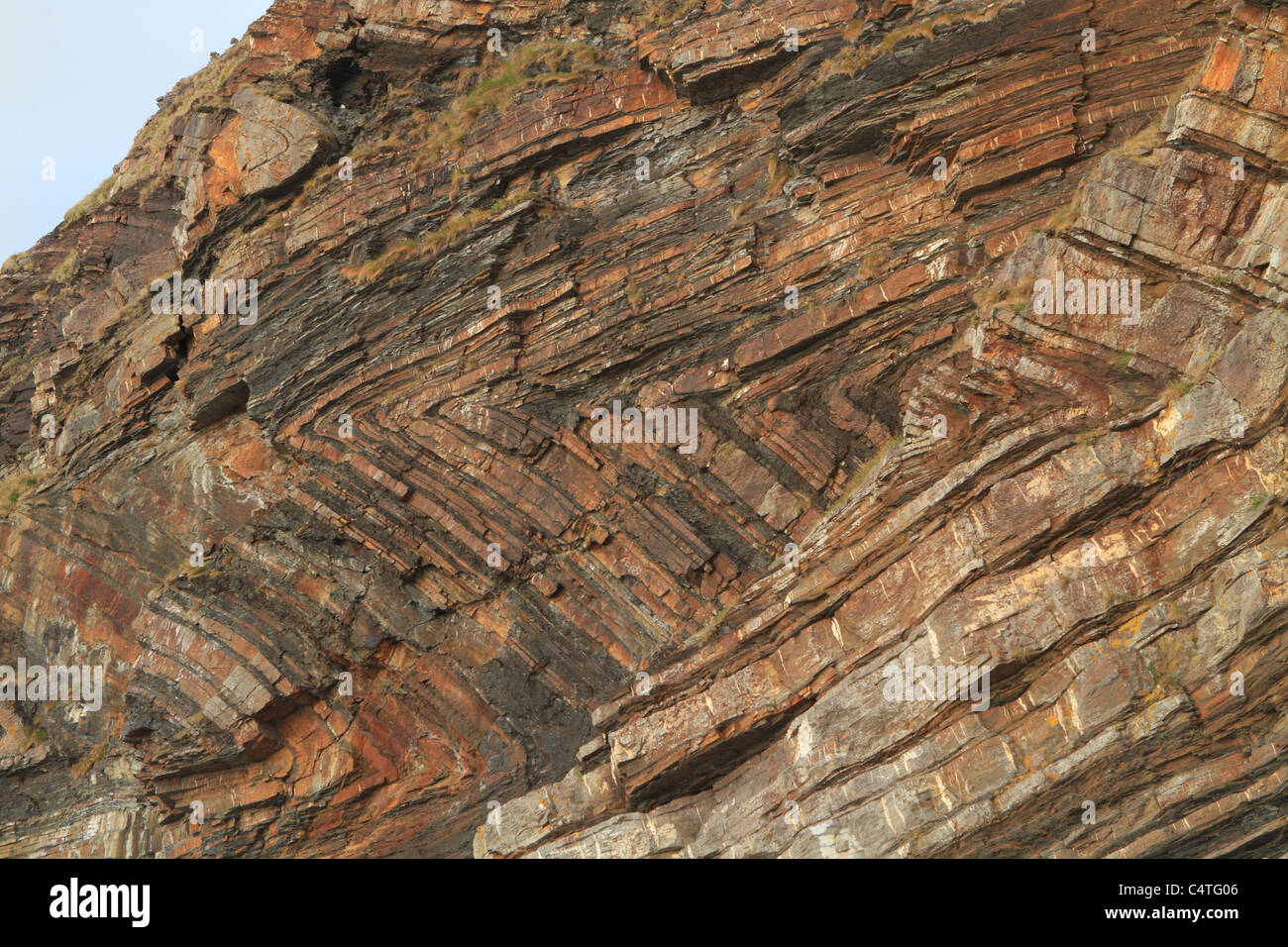 Zig Zag sandstone rock strata in cliff at Millook Haven, North Cornwall ...