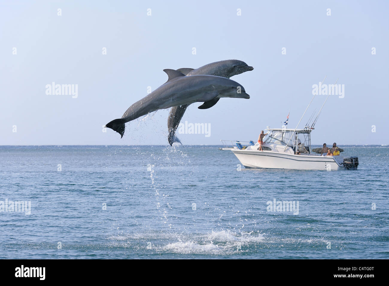 Common Bottlenose Dolphins Jumping in Air with Boat in Background ...