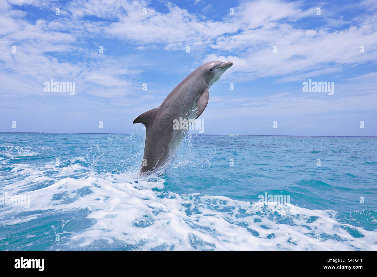 Common Bottlenose Dolphin Jumping out of Water, Caribbean Sea, Roatan ...