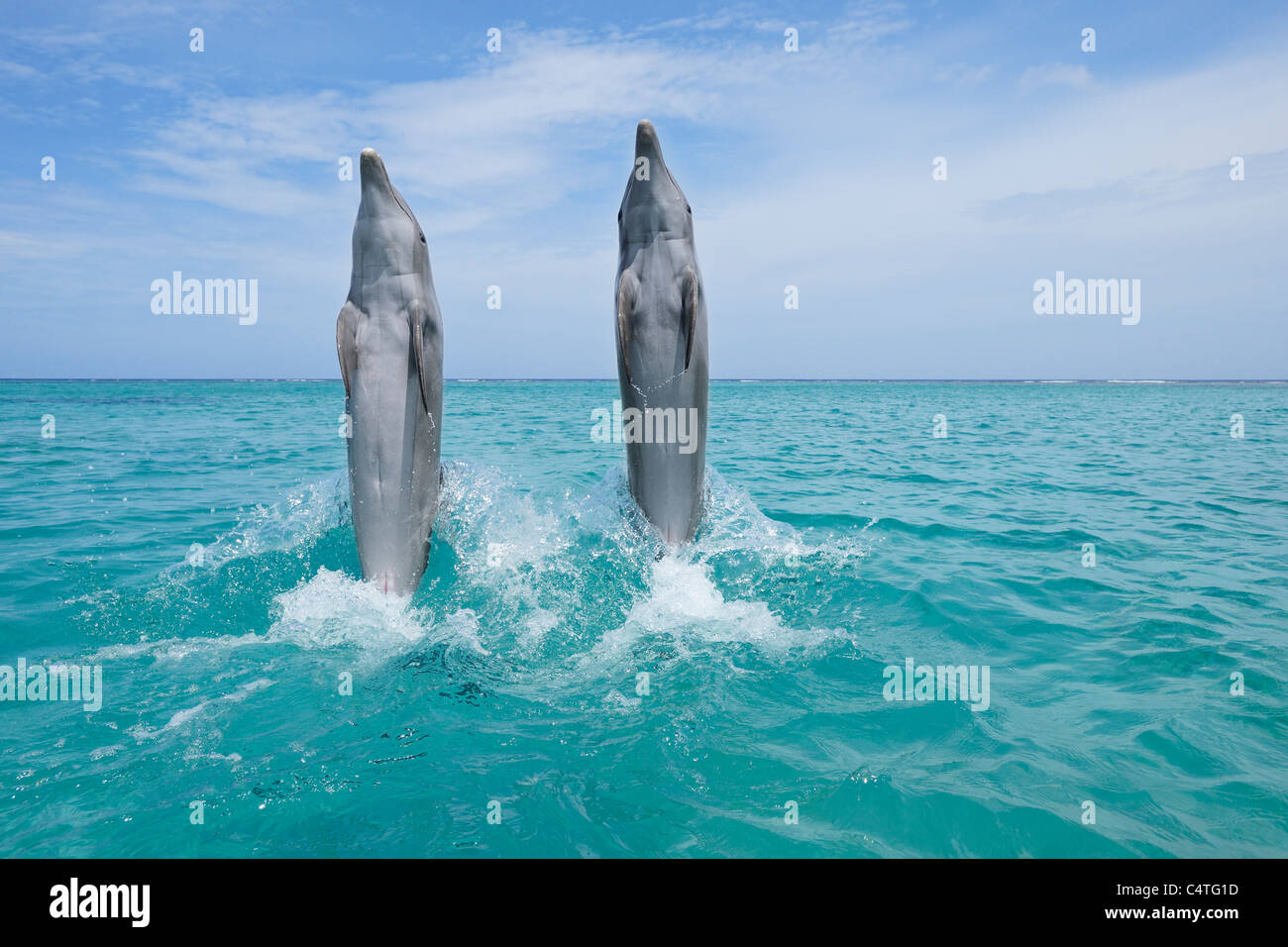 Common Bottlenose Dolphins Swimming Backwards on their Tails, Caribbean ...