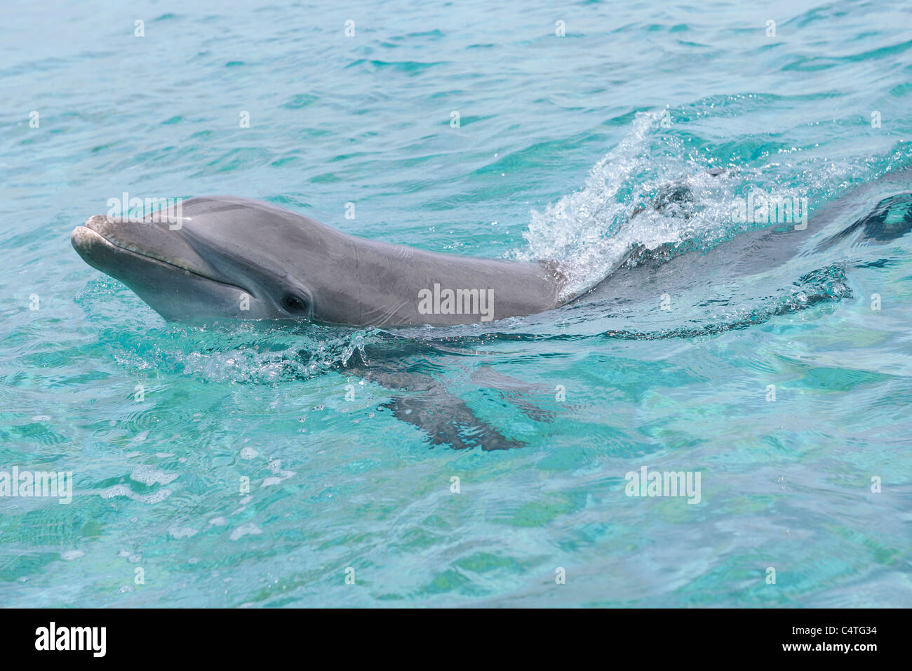Common Bottlenose Dolphin, Caribbean Sea, Roatan, Bay Islands, Honduras ...