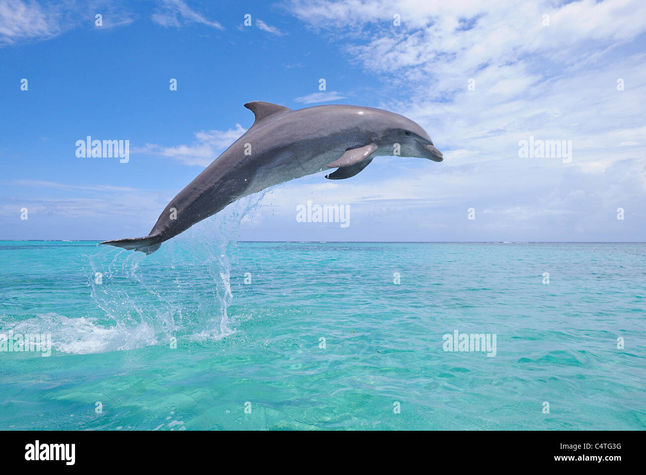 Common Bottlenose Dolphin Jumping in Air, Caribbean Sea, Roatan, Bay ...