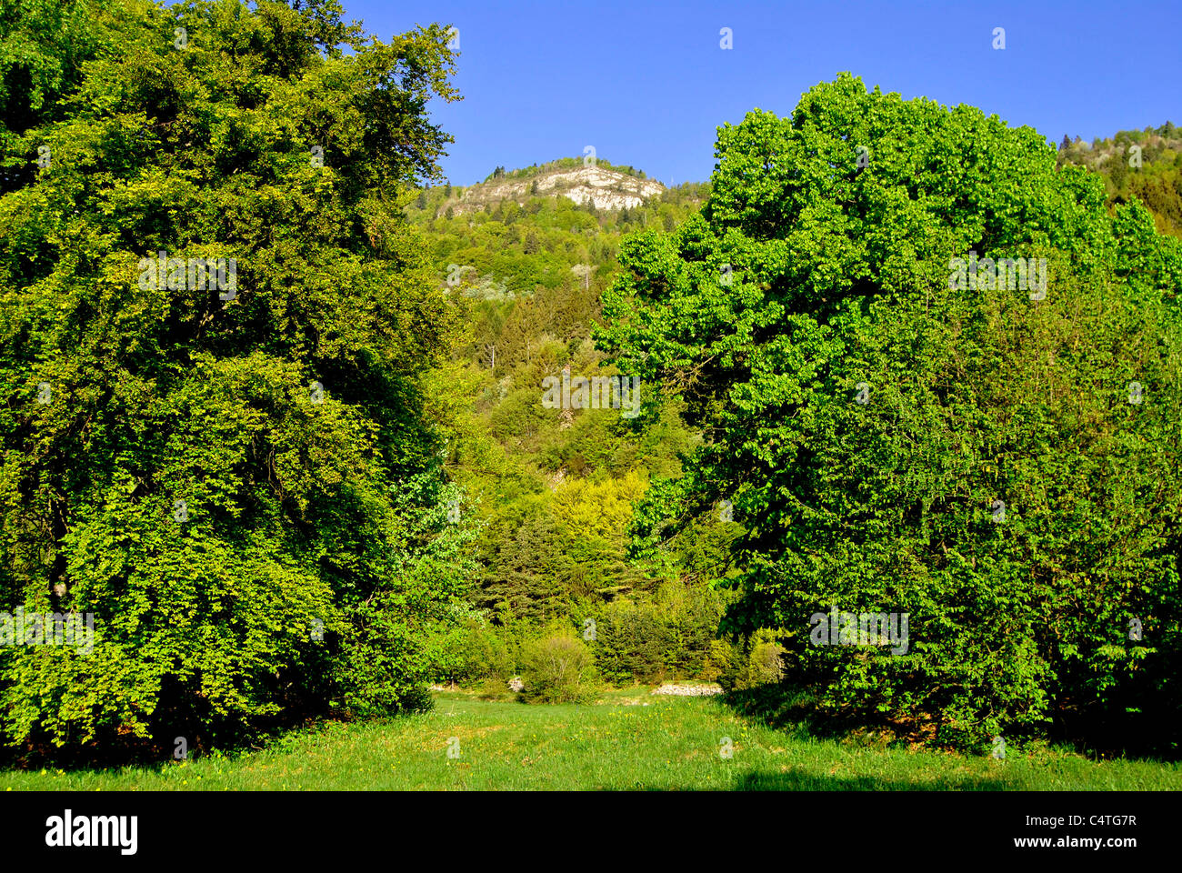Aspen and evergreen trees in Trentino Alto Adige, Italy Stock Photo - Alamy