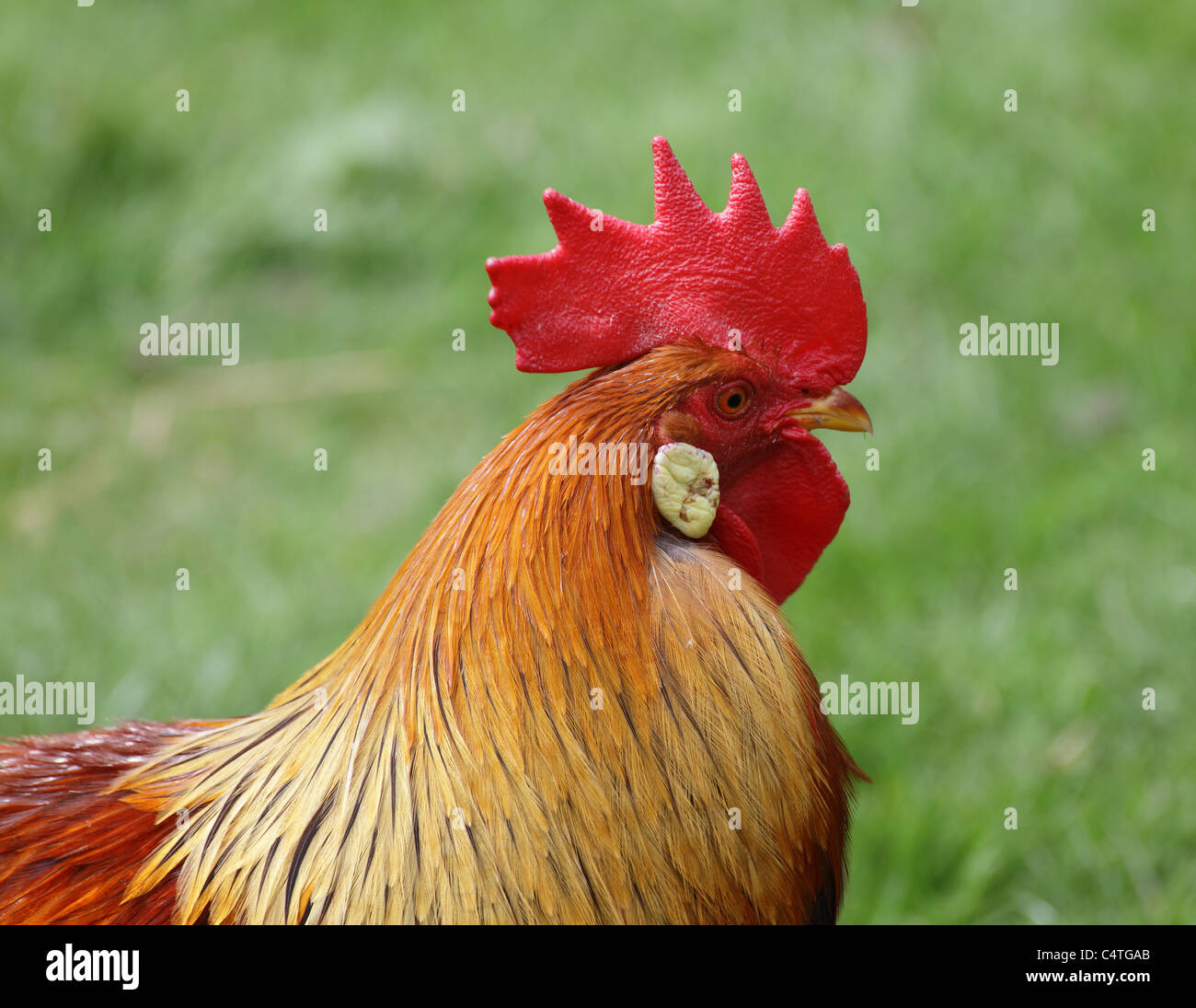Cockerel Rooster High Resolution Stock Photography and Images - Alamy