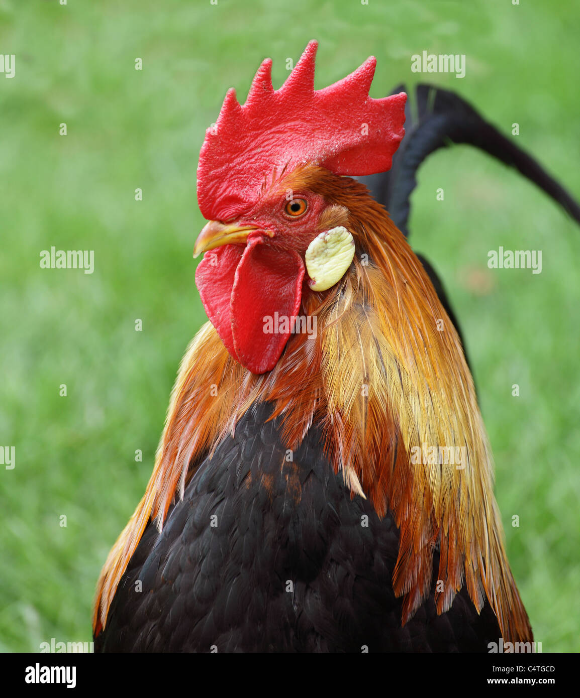 Cockerel Rooster High Resolution Stock Photography and Images - Alamy