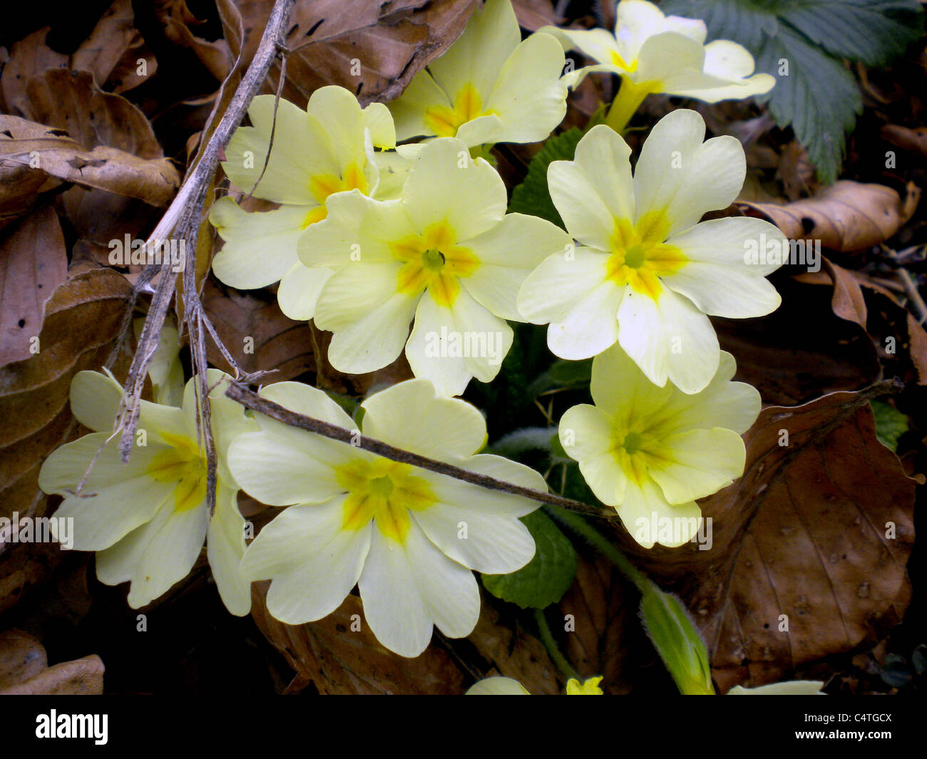 spring flowers colored in yellow, blue and red Stock Photo - Alamy