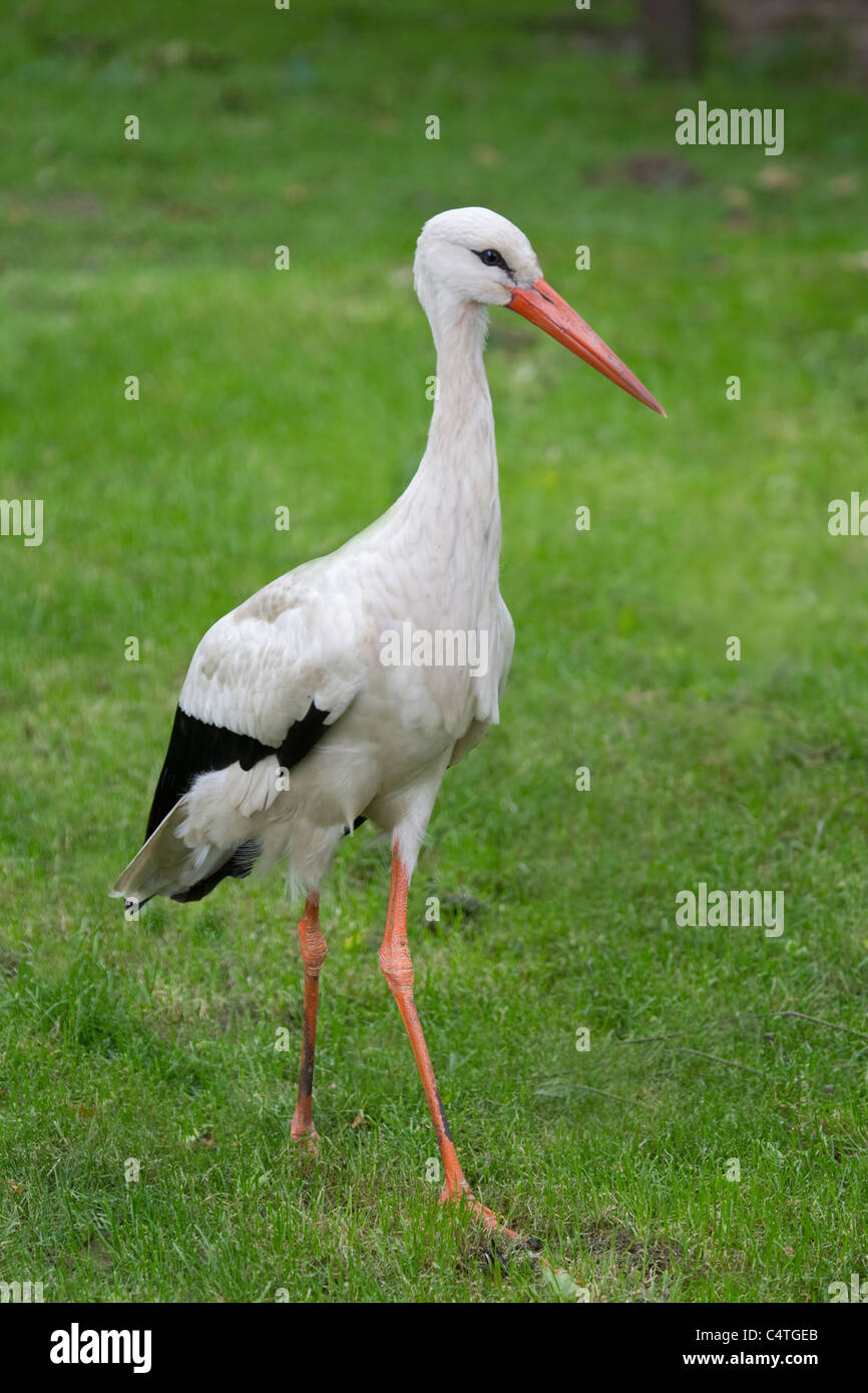 White Stork close up Ciconia ciconia on grassland Stock Photo - Alamy