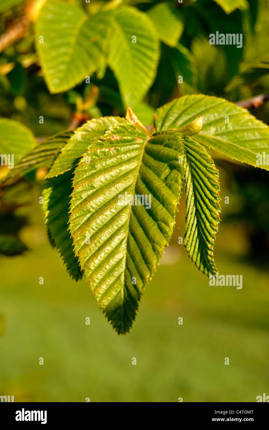 red and green hazel leaf as background Stock Photo - Alamy