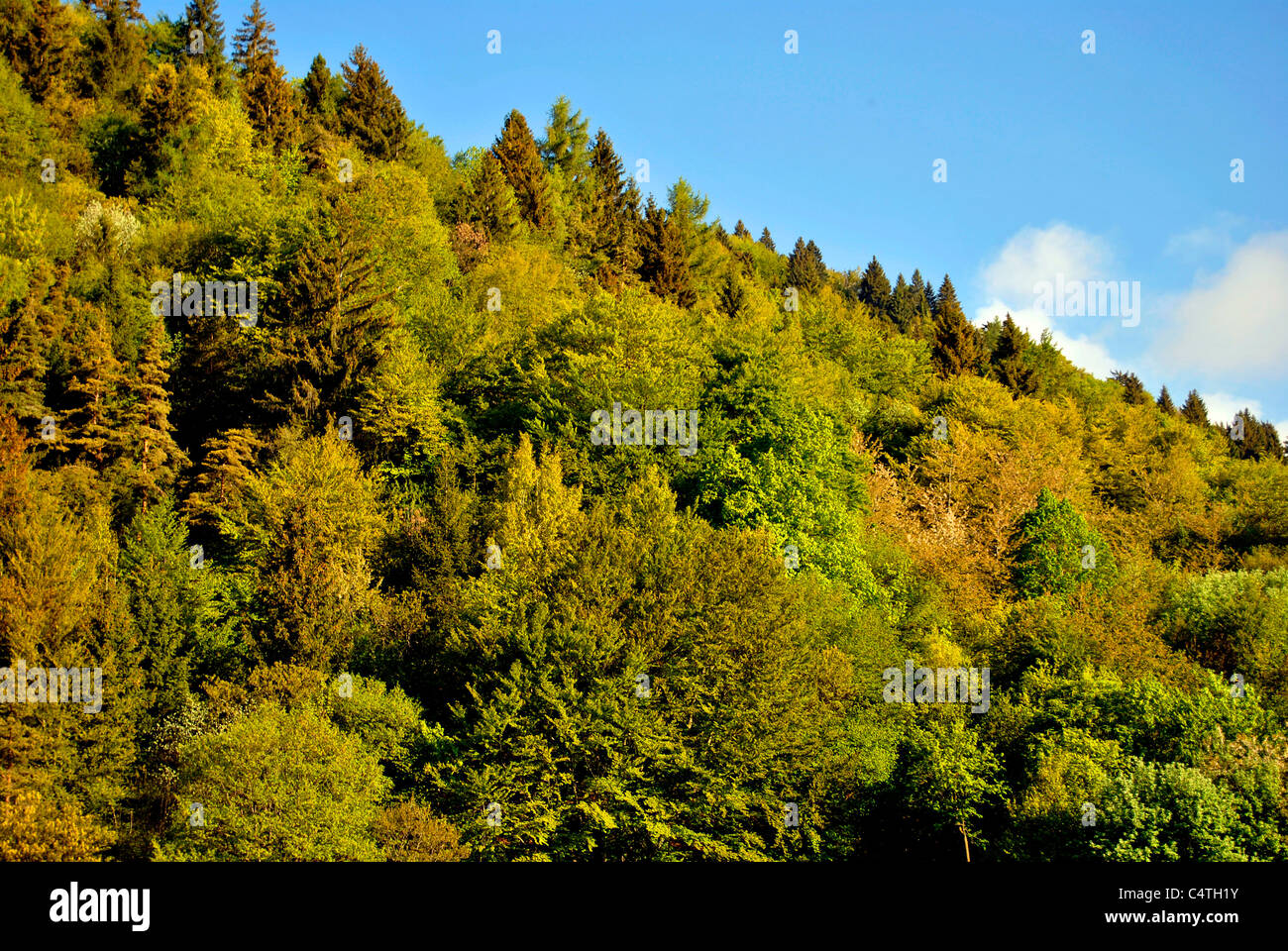 Aspen and evergreen trees in Trentino Alto Adige, Italy Stock Photo - Alamy