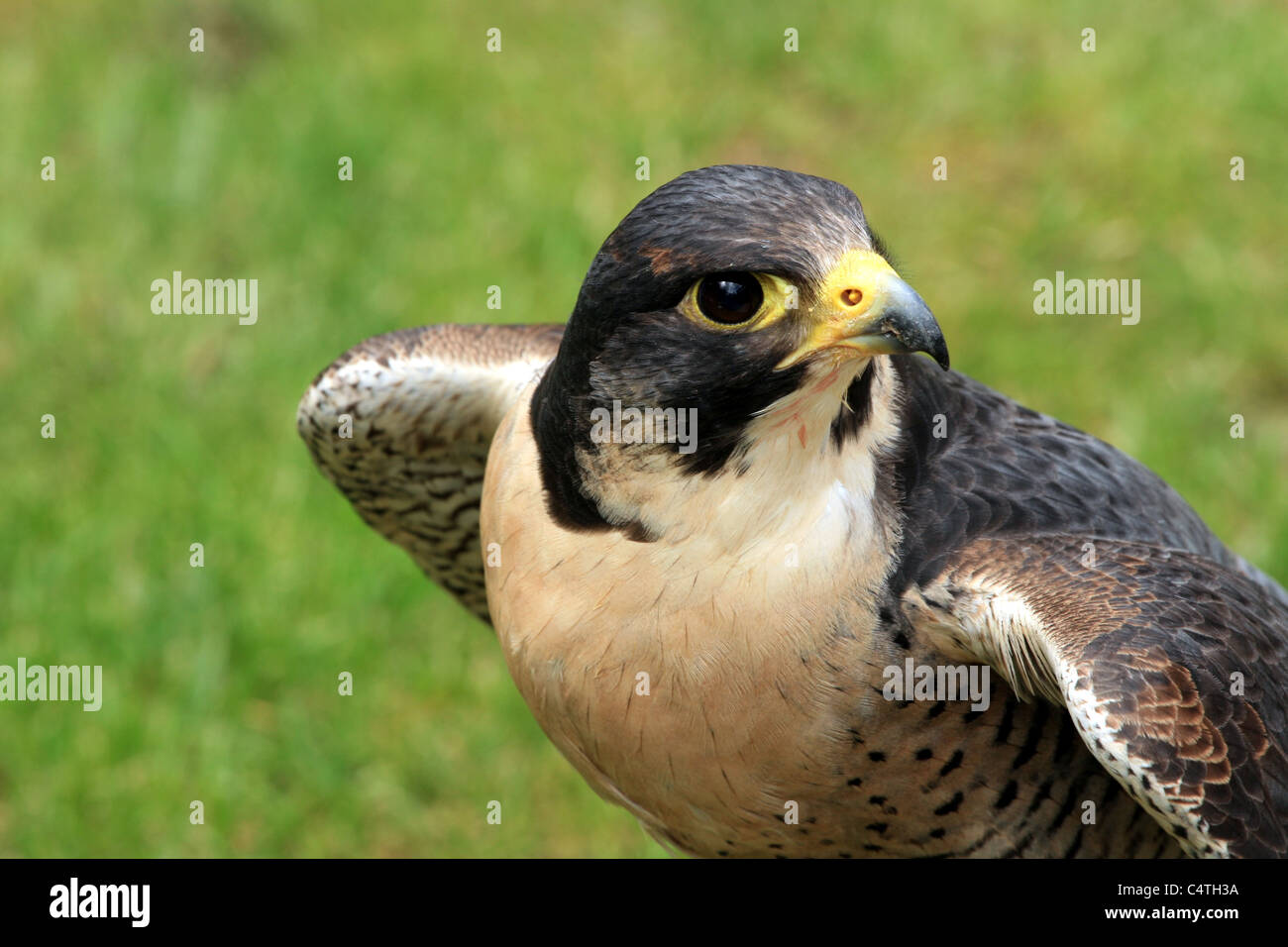 A beautiful Harris Hawk Stock Photo - Alamy
