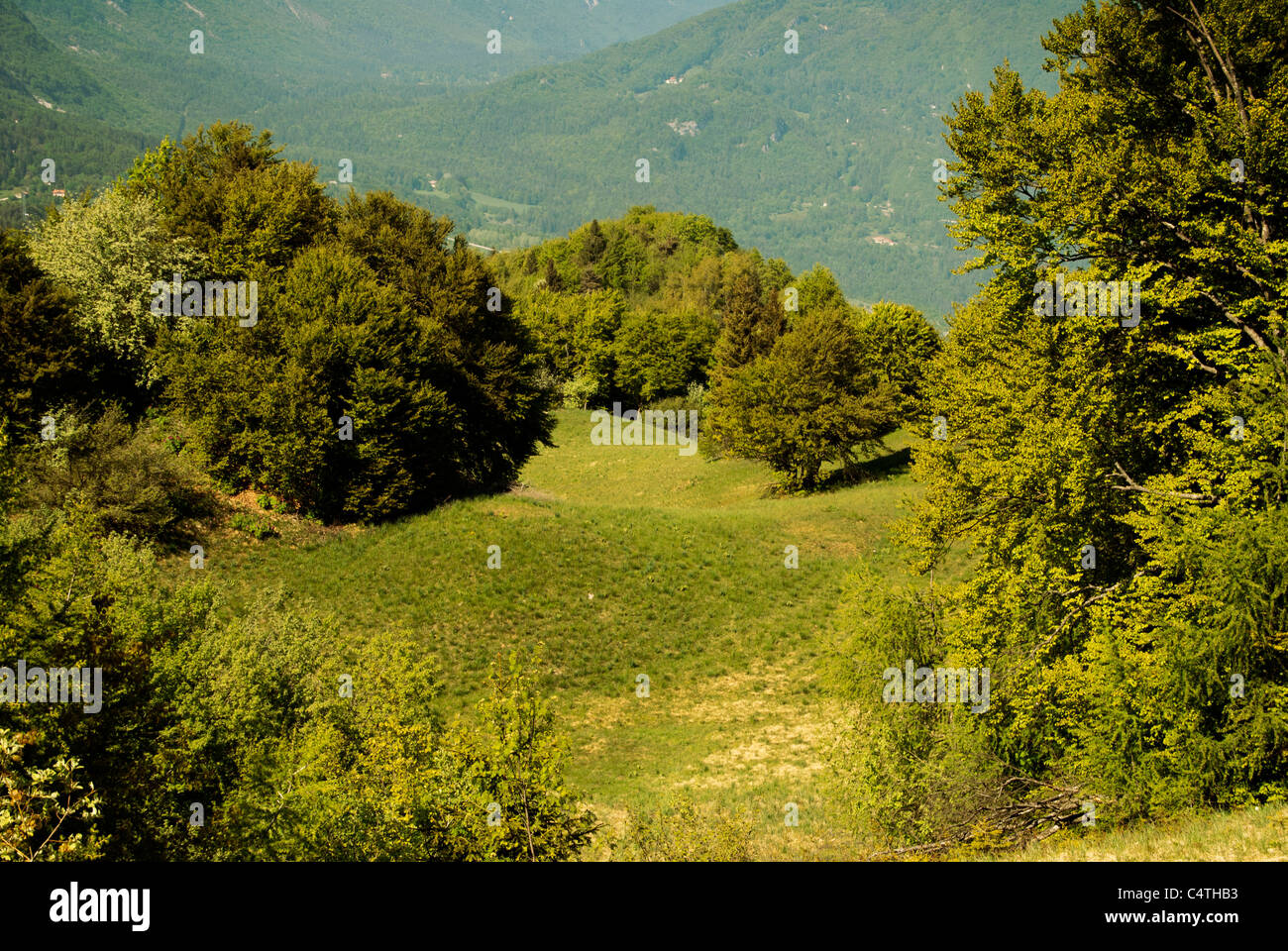 Great image looking out over the forests Stock Photo - Alamy