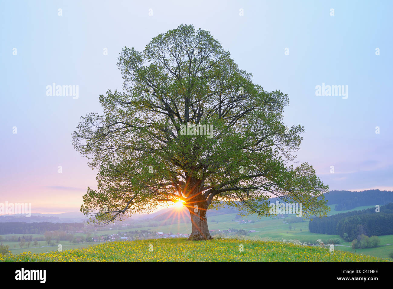 Lime Tree in Spring at Sunrise, Heimhofen, Allgau, Bavaria, Germany ...