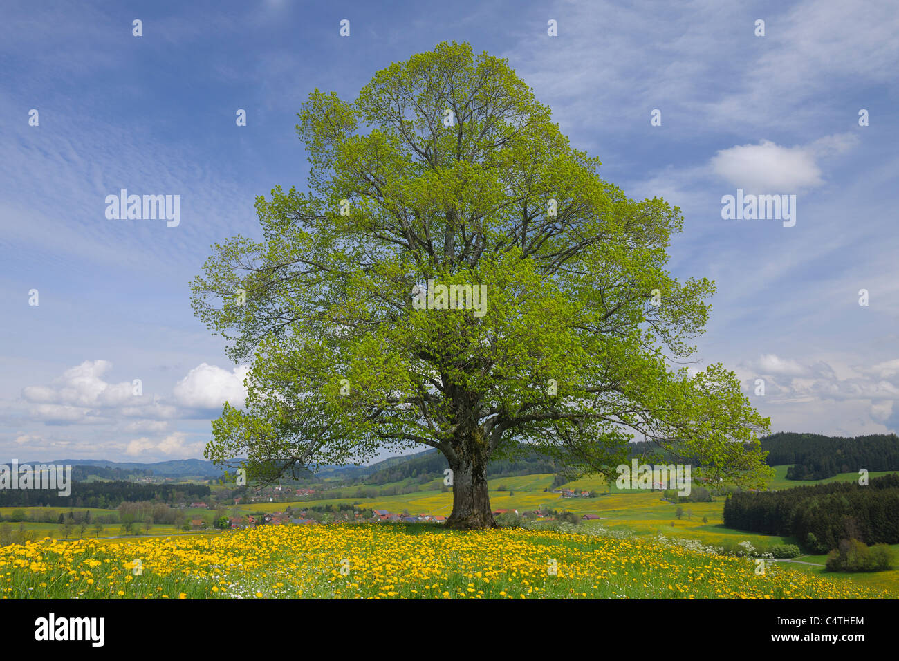 Lime Tree in Spring, Heimhofen, Allgau, Bavaria, Germany Stock Photo ...