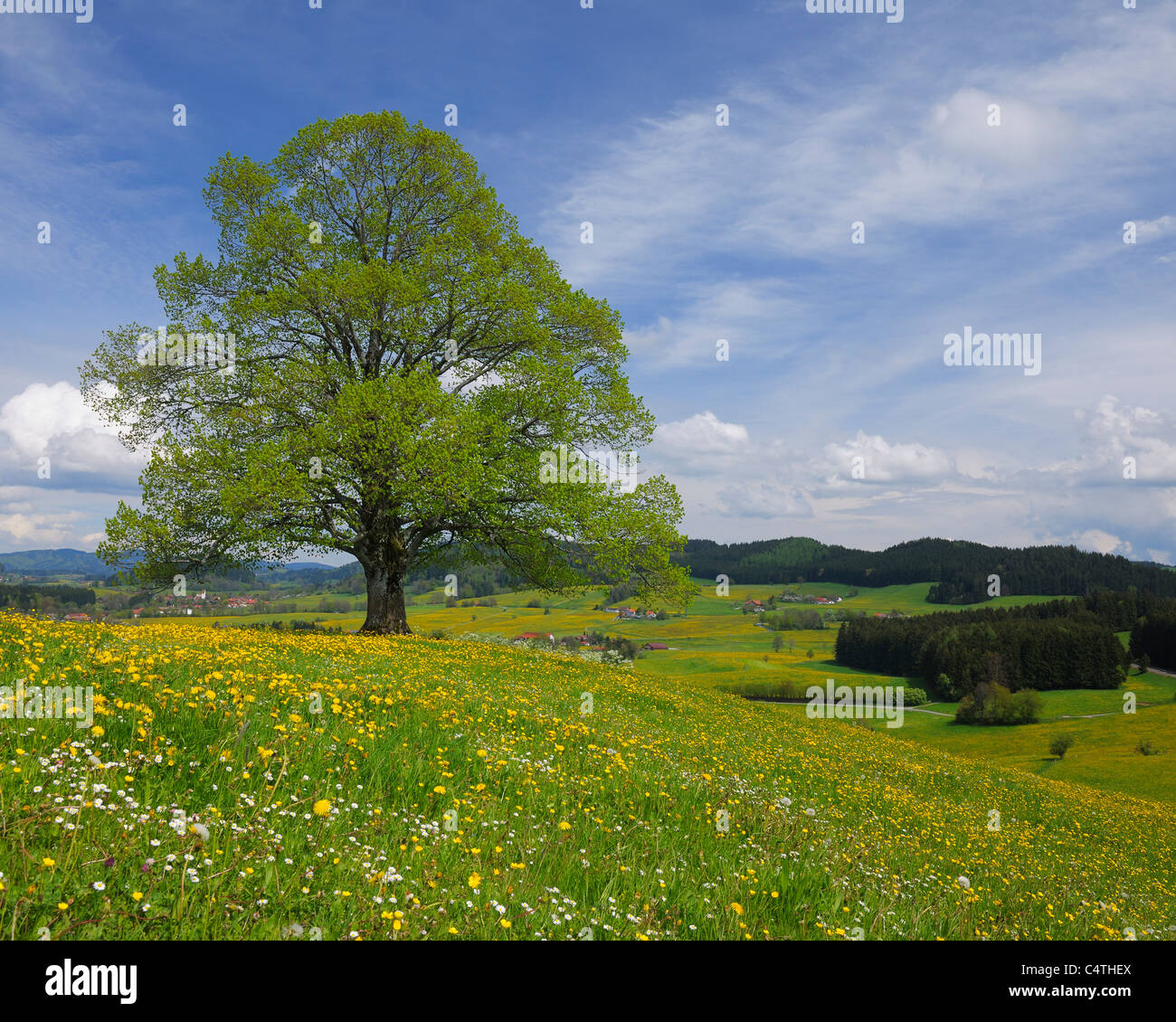 Deciduous tree spring hi-res stock photography and images - Alamy