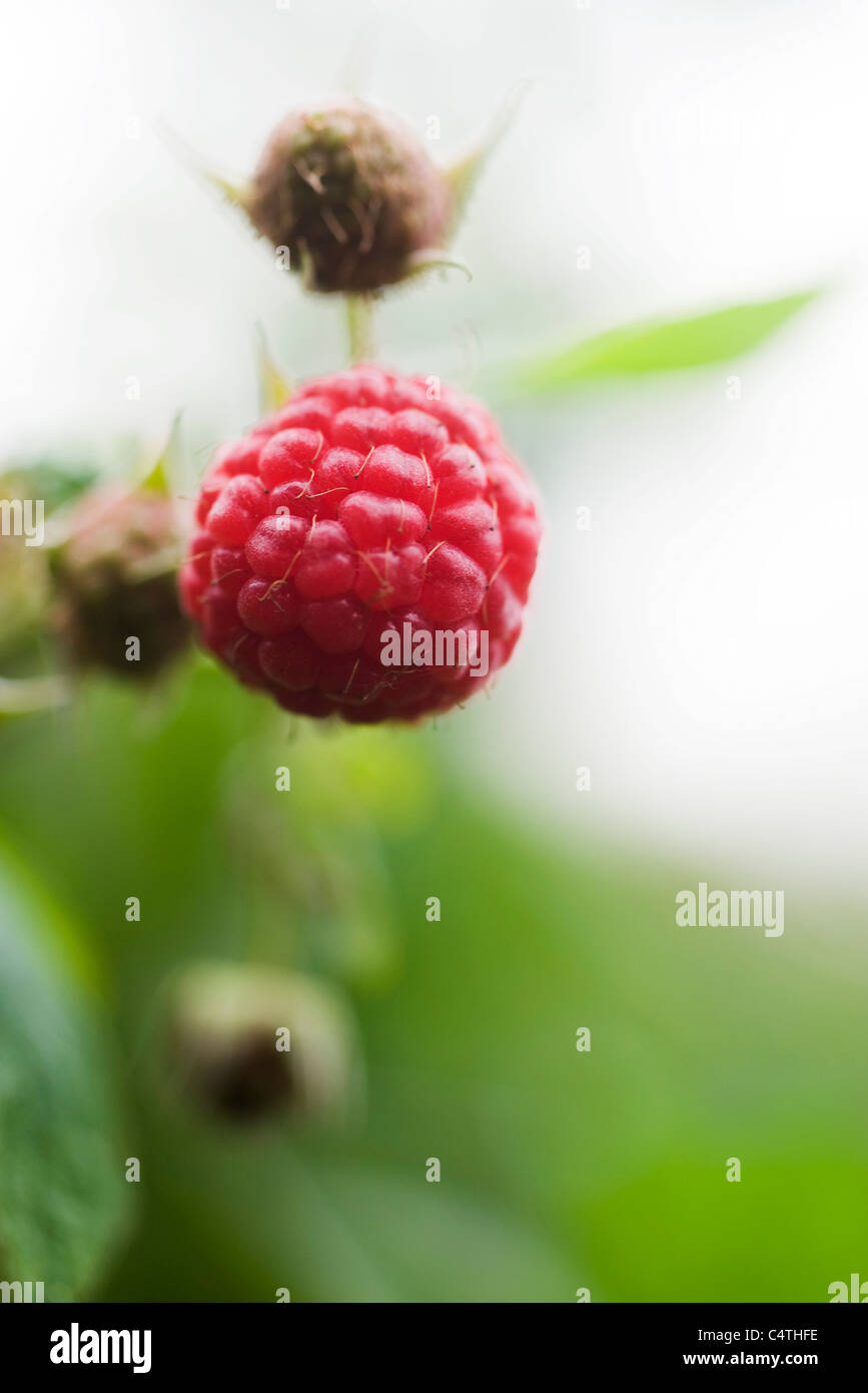 Raspberries growing on bush Stock Photo - Alamy