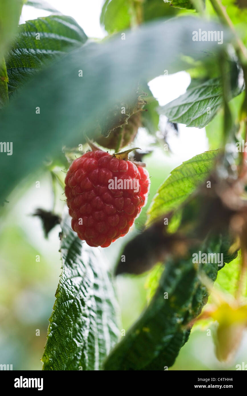 Raspberry growing on bush Stock Photo - Alamy