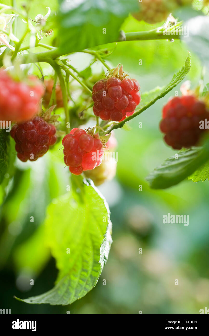 Raspberries ripening on bush Stock Photo - Alamy