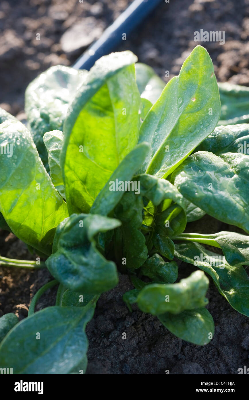 Growing Spinach Spinach High Resolution Stock Photography and Images ...