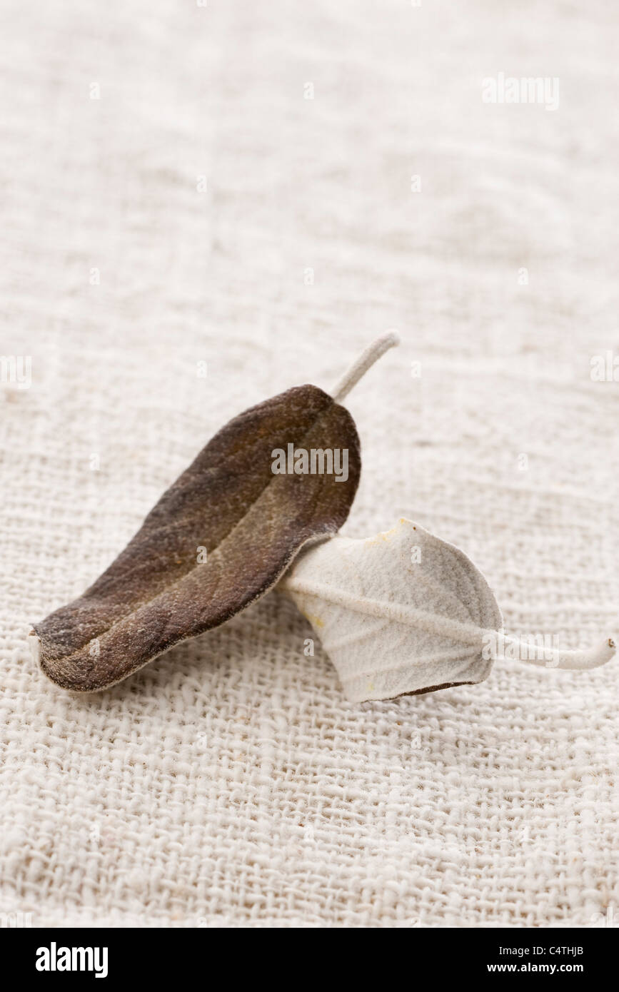 Two sages hi-res stock photography and images - Alamy