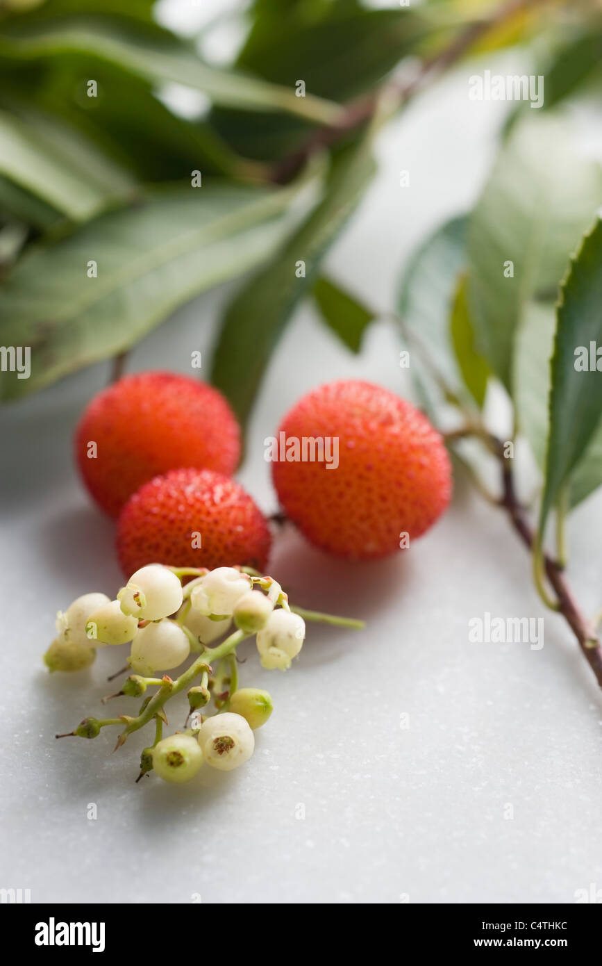 Arbutus fruit flower hi-res stock photography and images - Alamy
