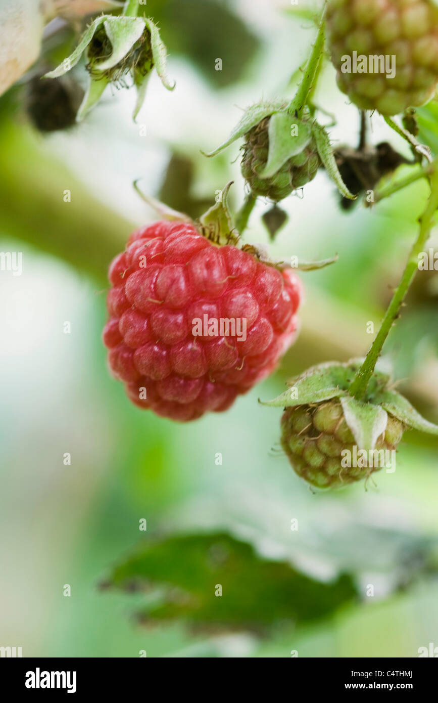 Raspberry ripening on bush Stock Photo - Alamy