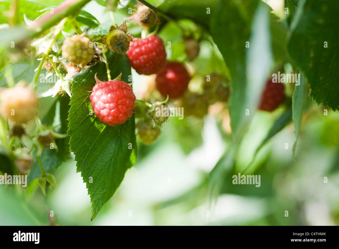 Raspberries ripening on bush Stock Photo - Alamy