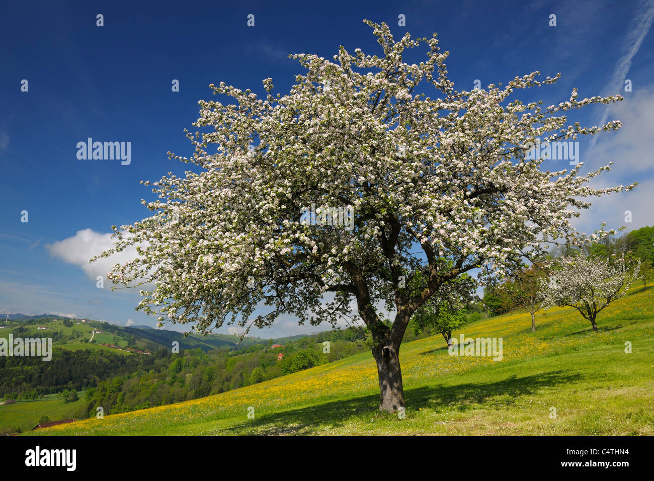 Apple Tree in Bloom, Mostviertel, Lower Austria, Austria Stock Photo ...